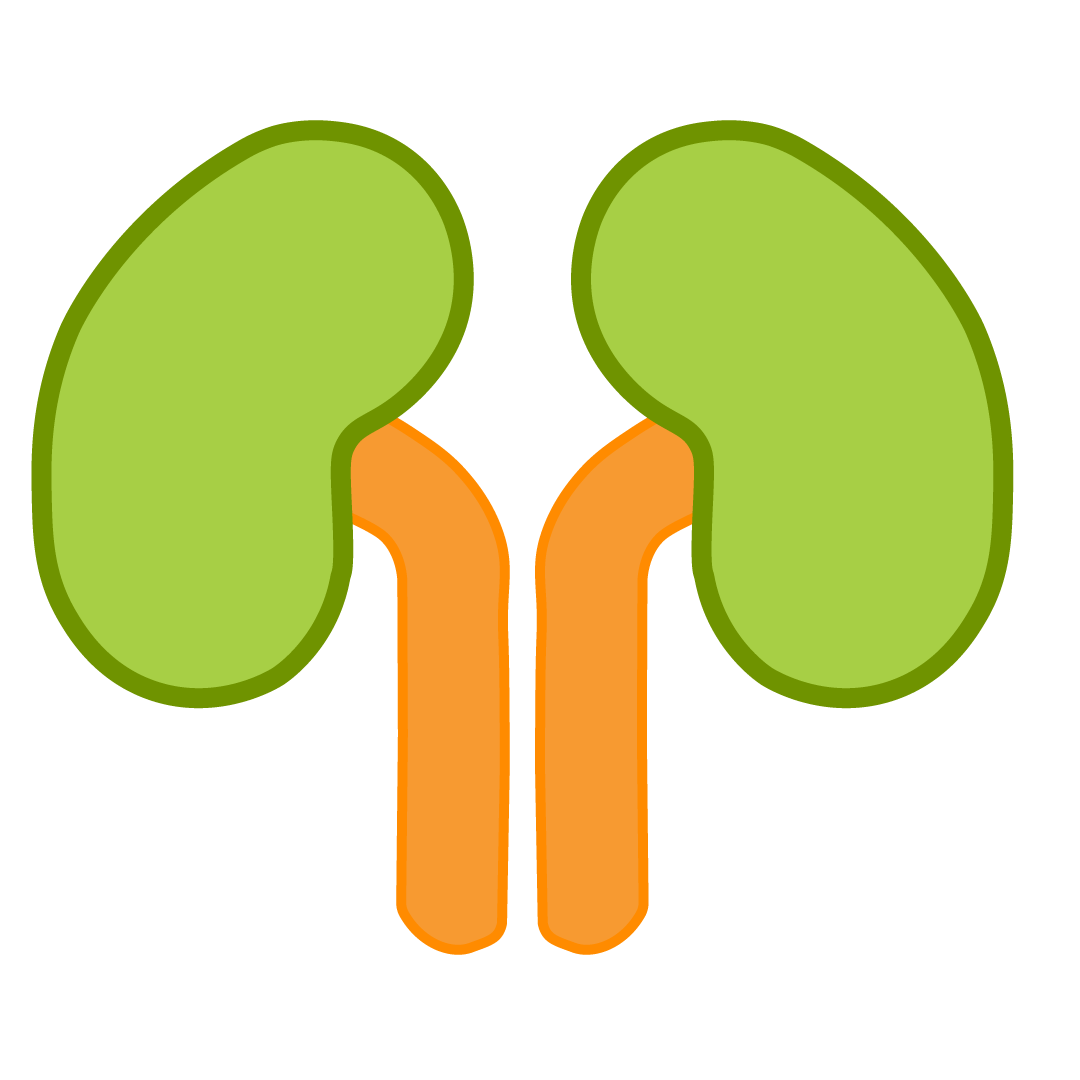 Riñón – Mary's Health Foods